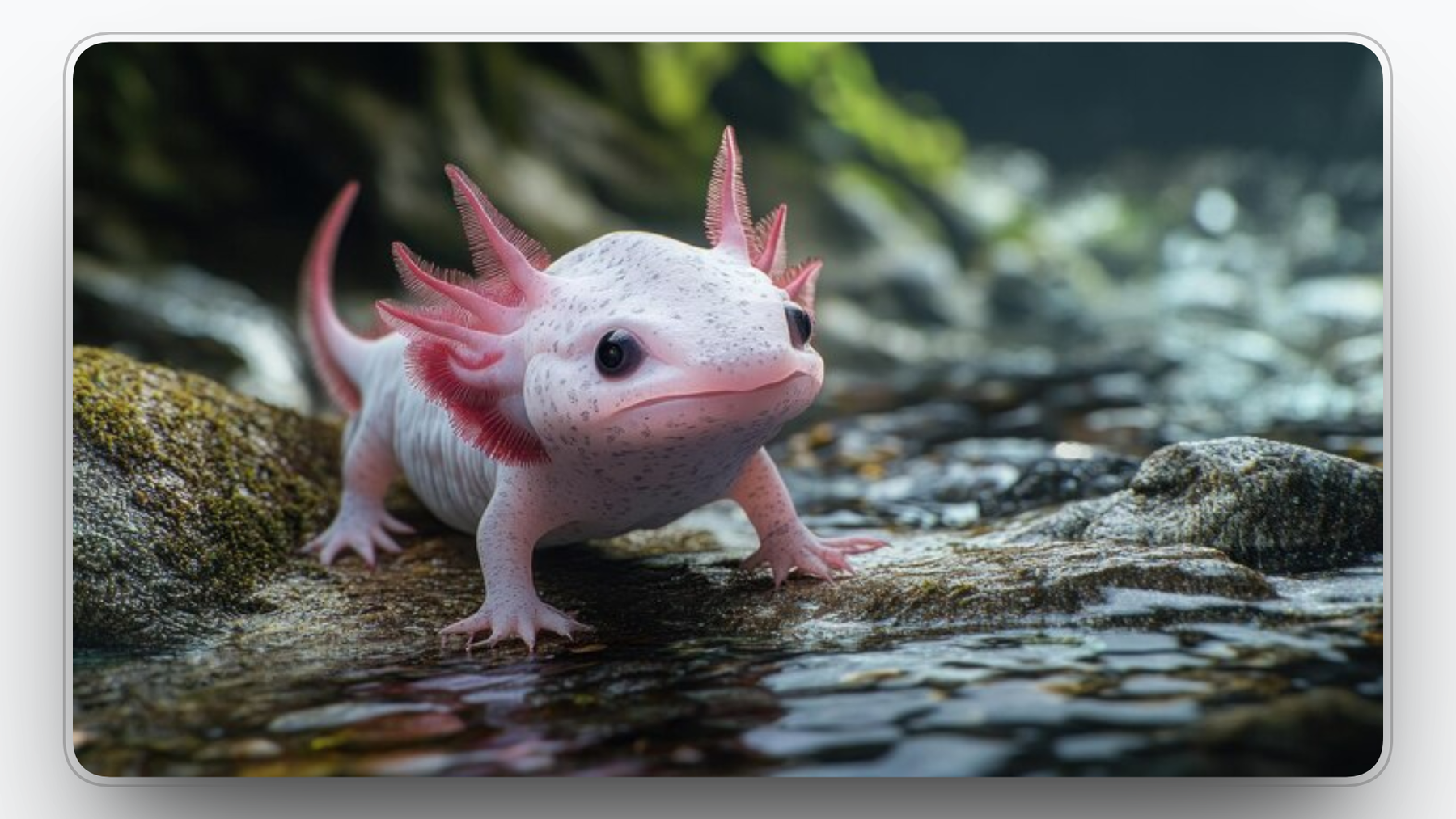 Axolotl Morphs Checklist: How to Tell the Common Types Apart