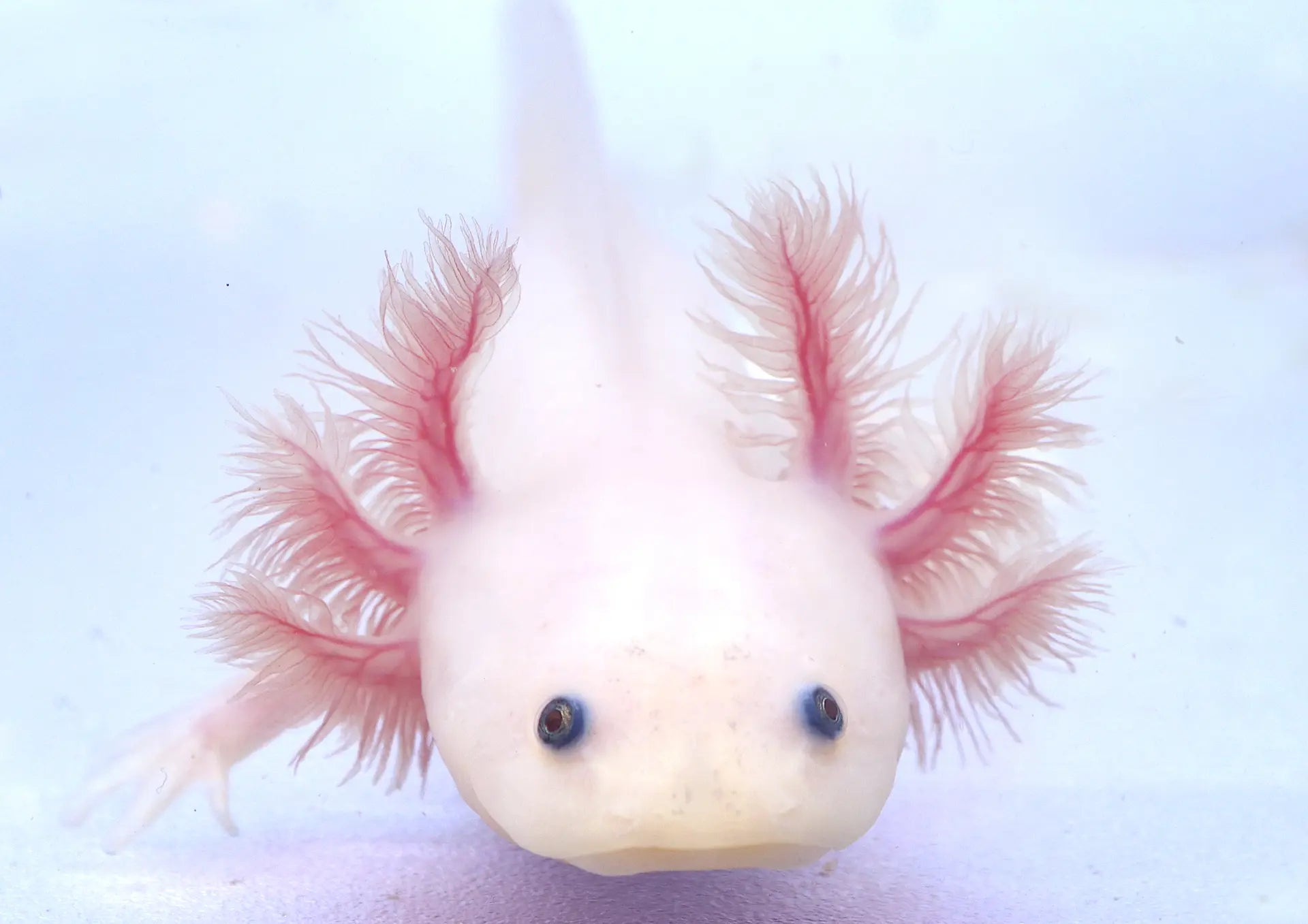 Axolotls