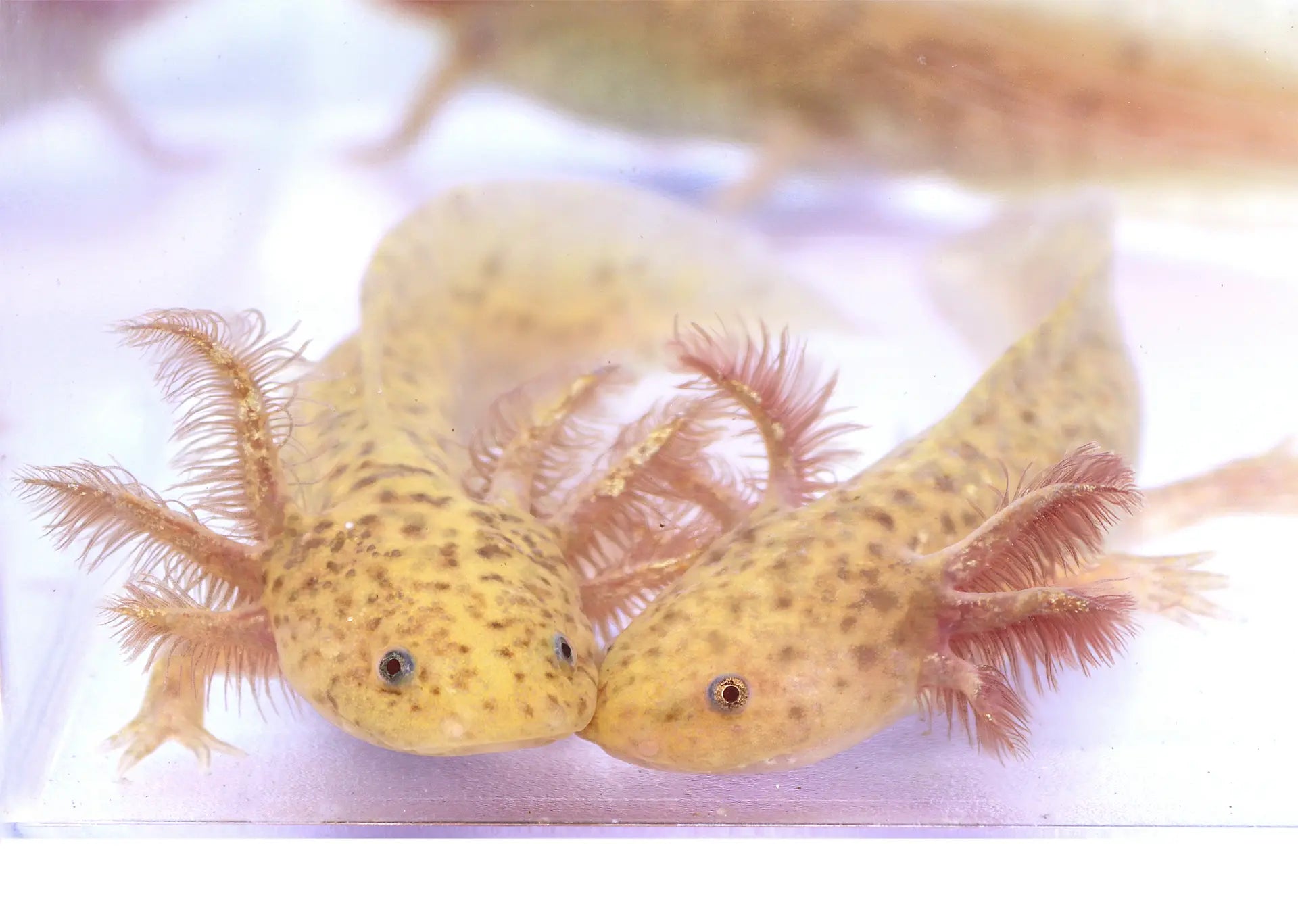 Copper Axolotls