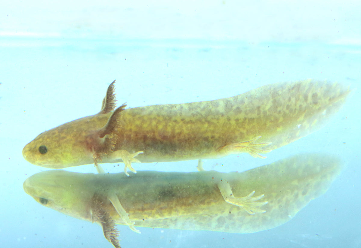 GFP Copper Axolotl | Axolotls For Sale | Fantaxies